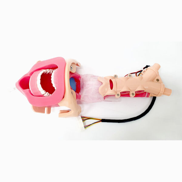 Airway Management Simulator Bt Global