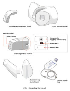 Female Catheterization Simulator – BT GLOBAL